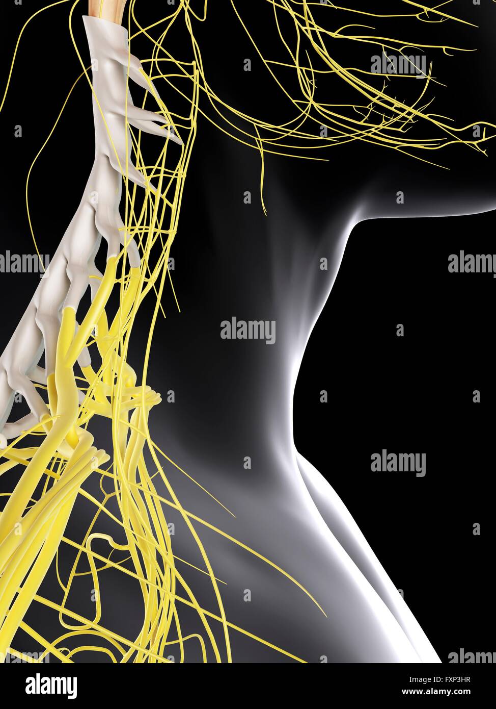 Human nervous system, computer illustration Stock Photo - Alamy