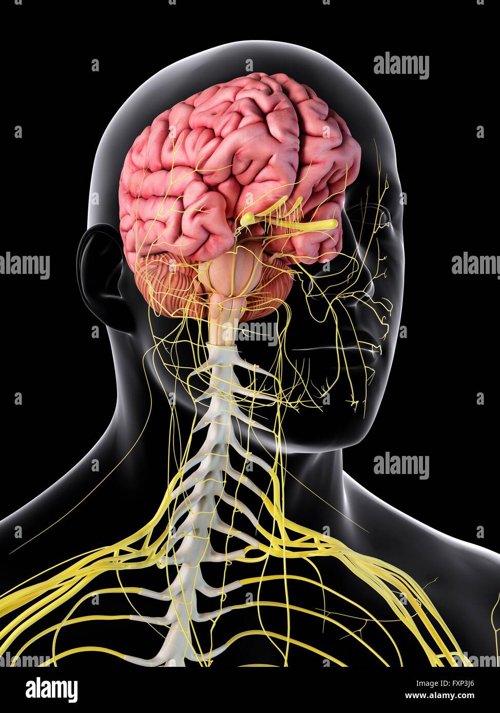 Human brain and spinal cord, computer illustration Stock Photo - Alamy