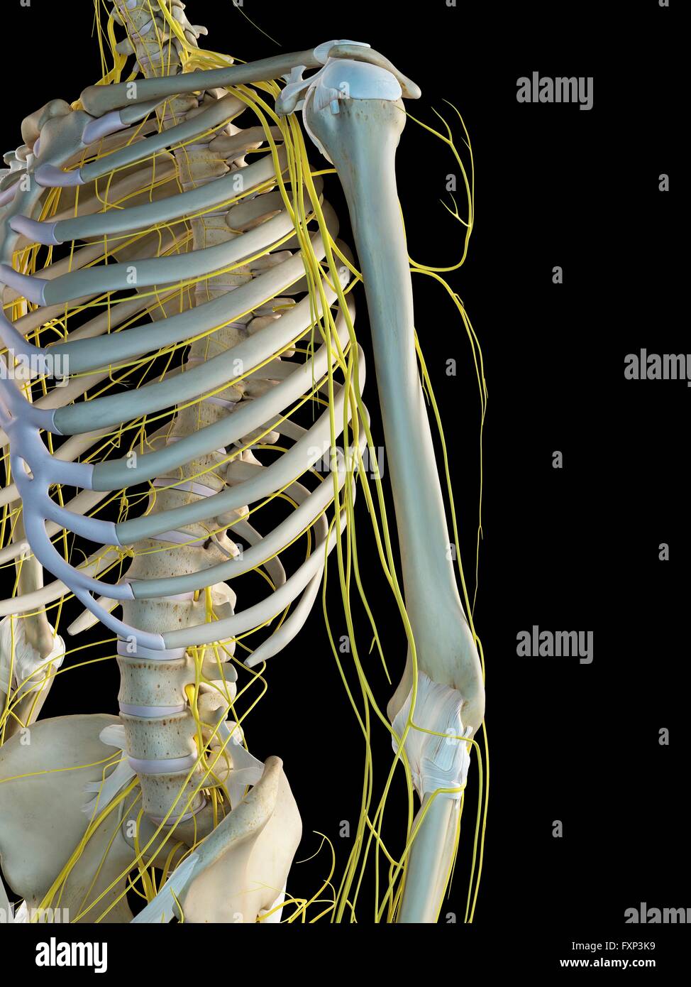 Ribs nerves system hi-res stock photography and images - Alamy