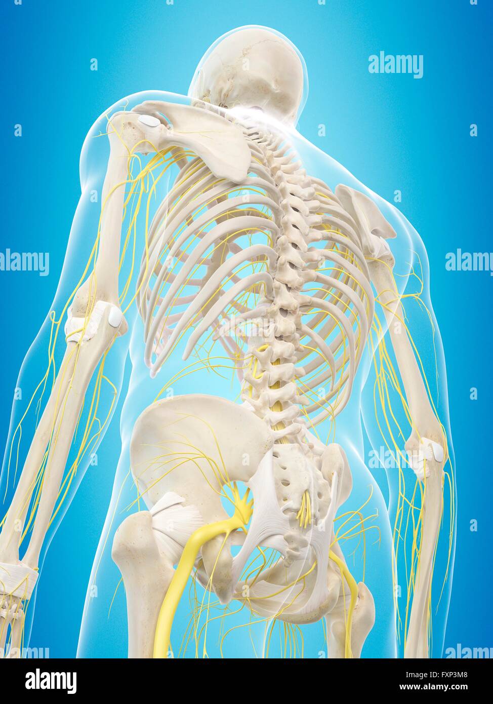 Human nervous system, computer illustration Stock Photo - Alamy