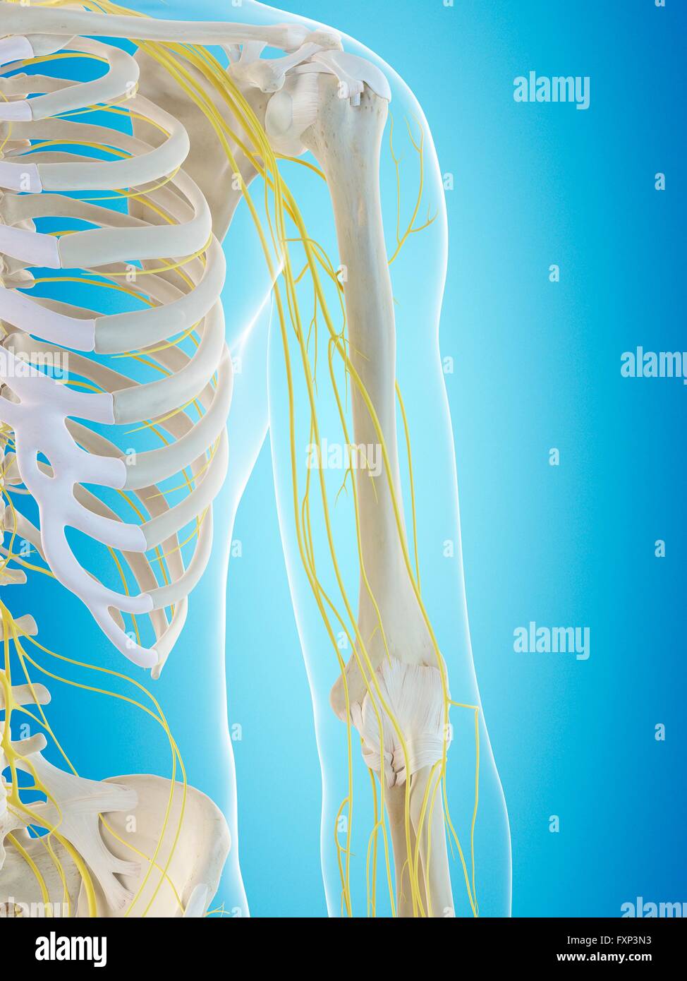 Human nervous system, computer illustration Stock Photo - Alamy