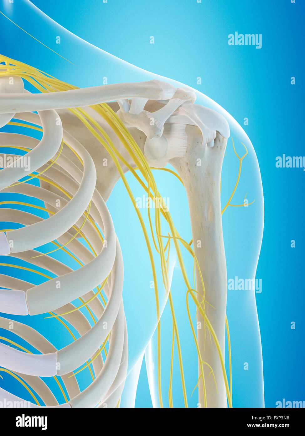 Human nervous system, computer illustration Stock Photo - Alamy