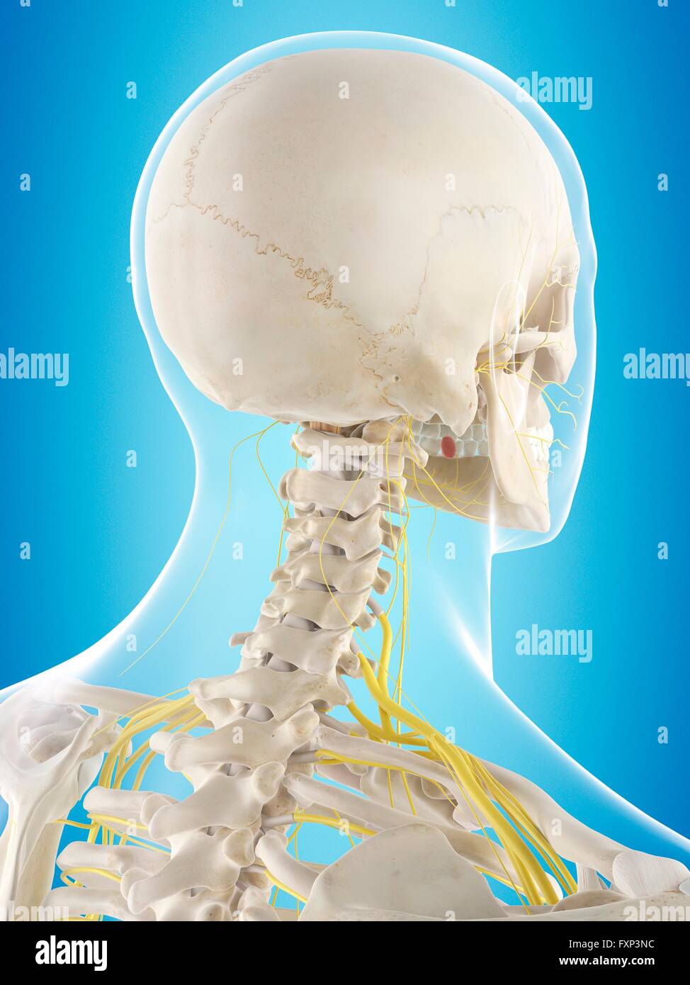 Human nervous system, computer illustration Stock Photo - Alamy