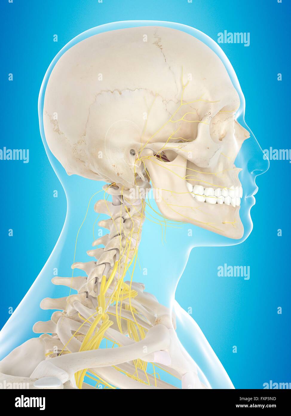 Human nervous system, computer illustration Stock Photo - Alamy