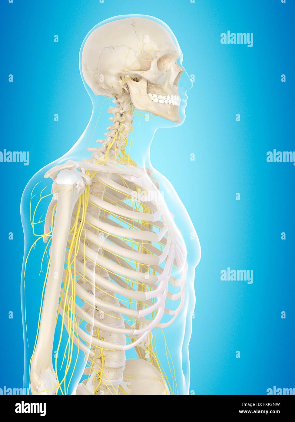 Human nervous system, computer illustration Stock Photo - Alamy