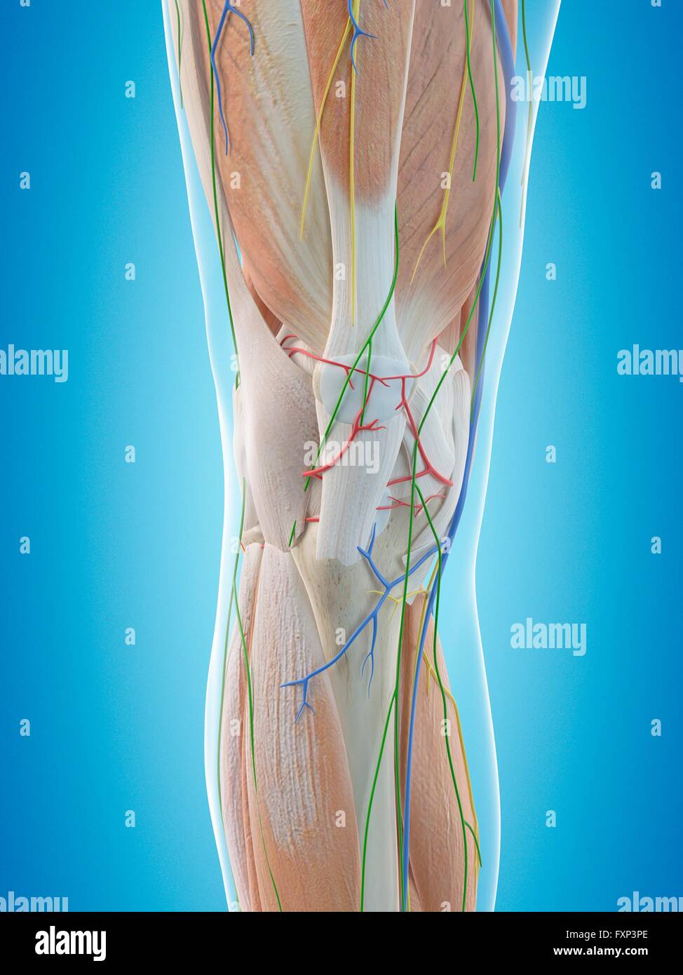 Human arm anatomy hi-res stock photography and images - Alamy