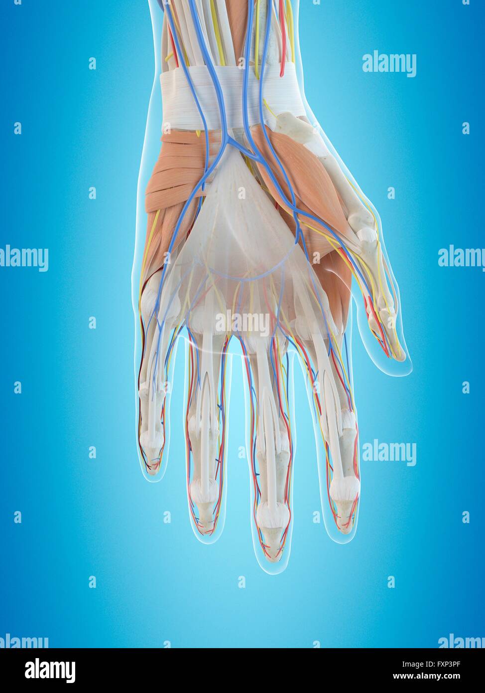 Human hand nerves illustration hi-res stock photography and images - Alamy