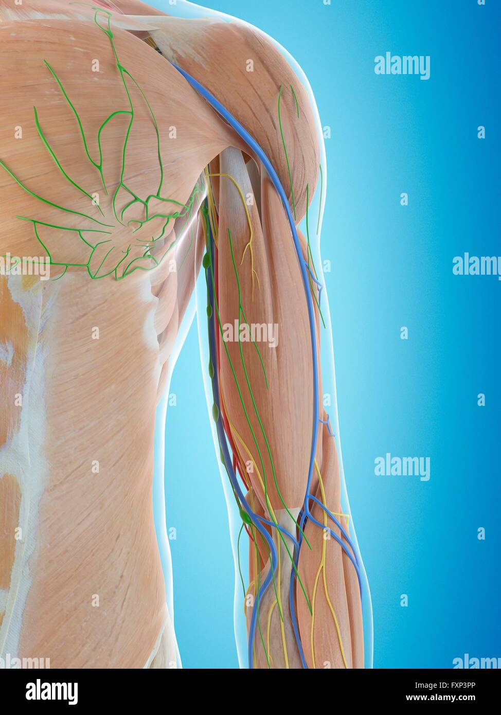 Human shoulder anatomy, computer illustration Stock Photo - Alamy