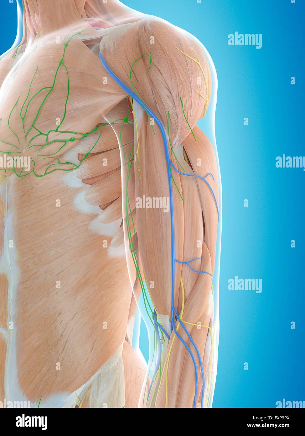 Human shoulder anatomy, computer illustration Stock Photo - Alamy