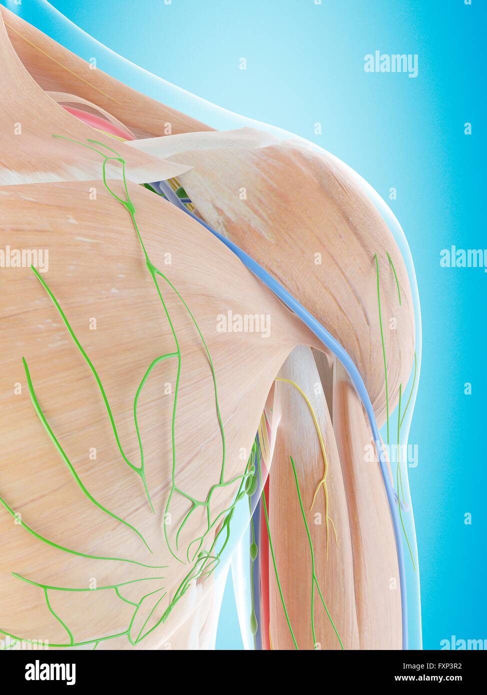 Human shoulder anatomy, computer illustration Stock Photo - Alamy