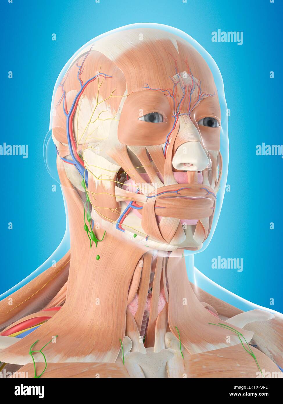 Human head anatomy, computer illustration Stock Photo - Alamy