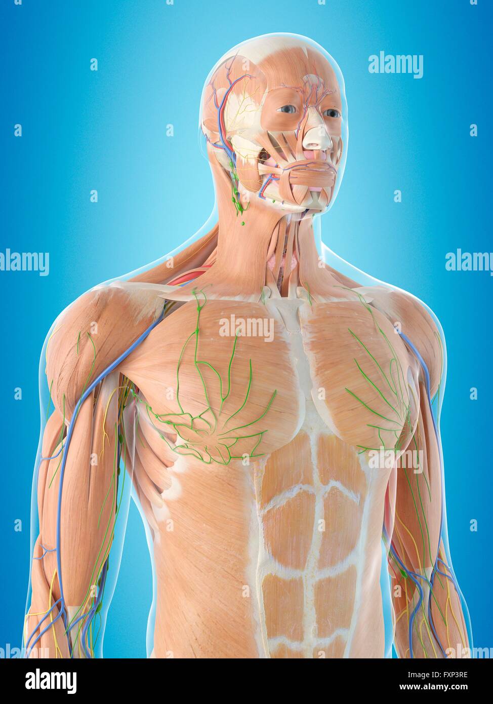 Human anatomy, computer illustration Stock Photo - Alamy