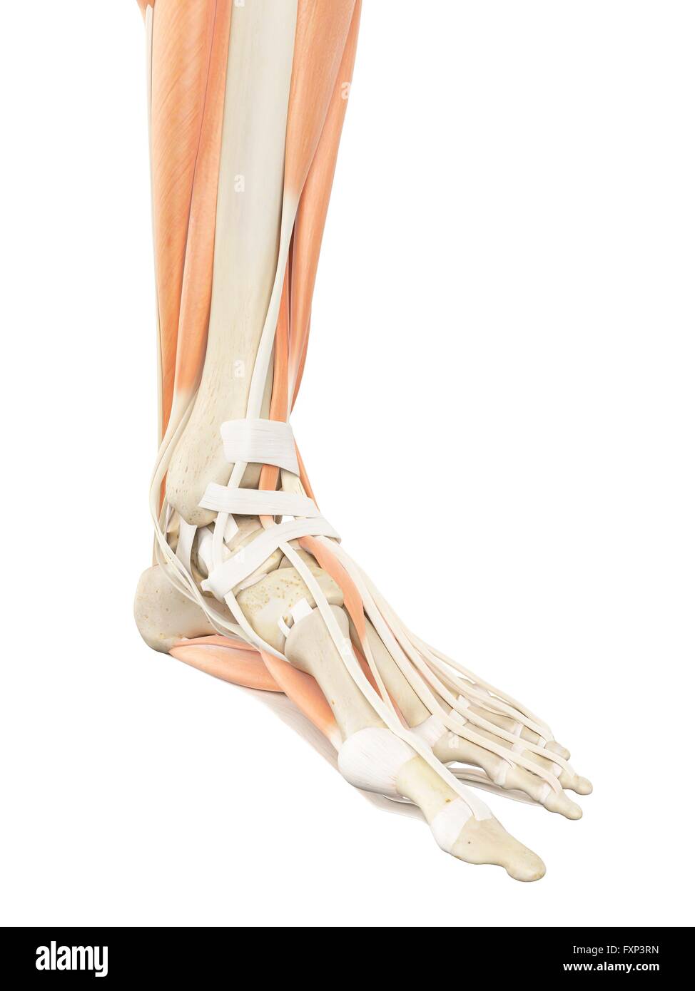 Human heel anatomy hi-res stock photography and images - Alamy