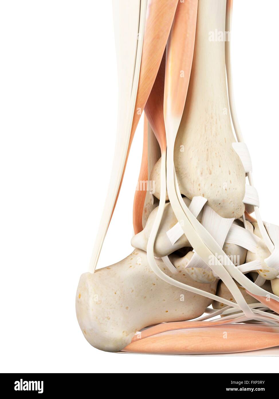 Human heel anatomy hi-res stock photography and images - Alamy
