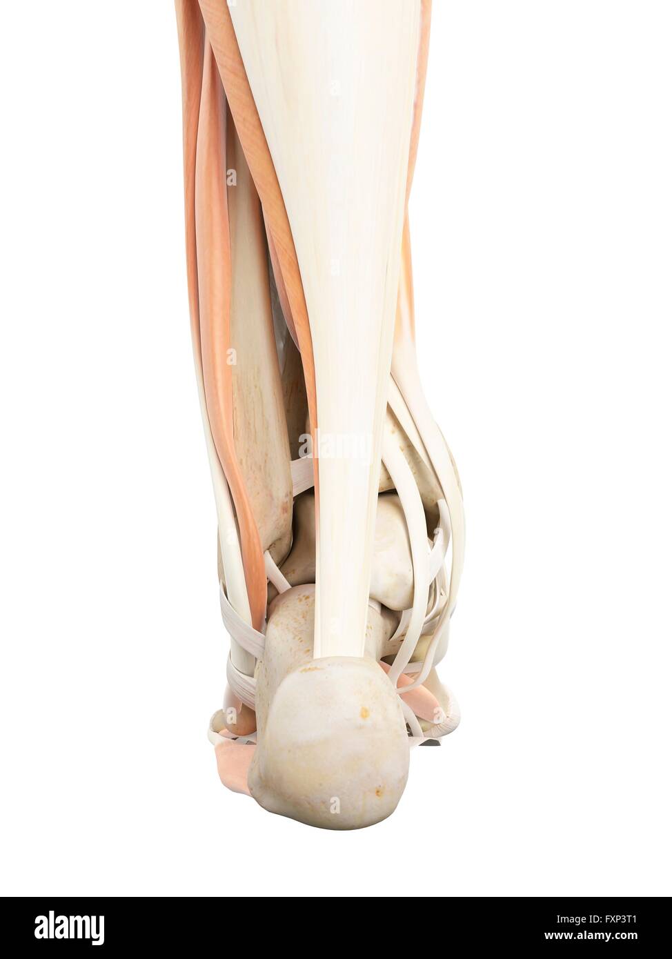 Human heel anatomy hi-res stock photography and images - Alamy