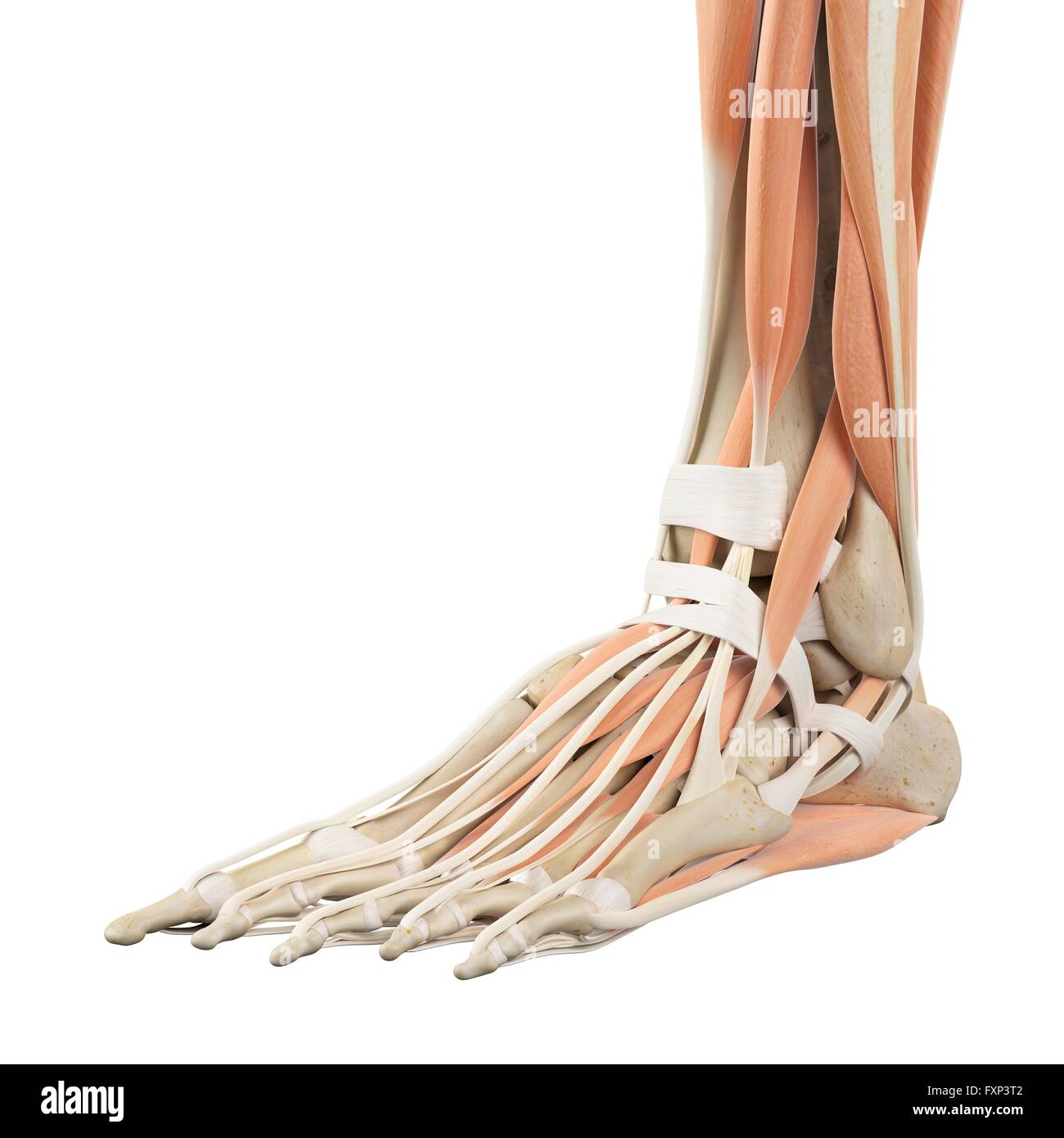 Human foot anatomy, computer illustration Stock Photo - Alamy