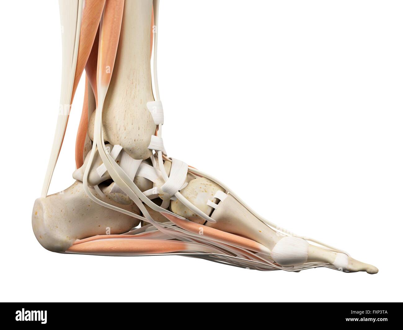 Human foot anatomy, computer illustration Stock Photo - Alamy