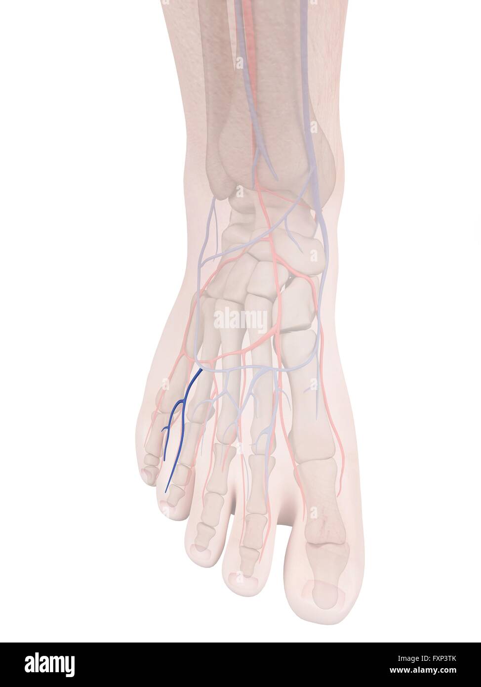 Human foot anatomy, computer illustration Stock Photo - Alamy