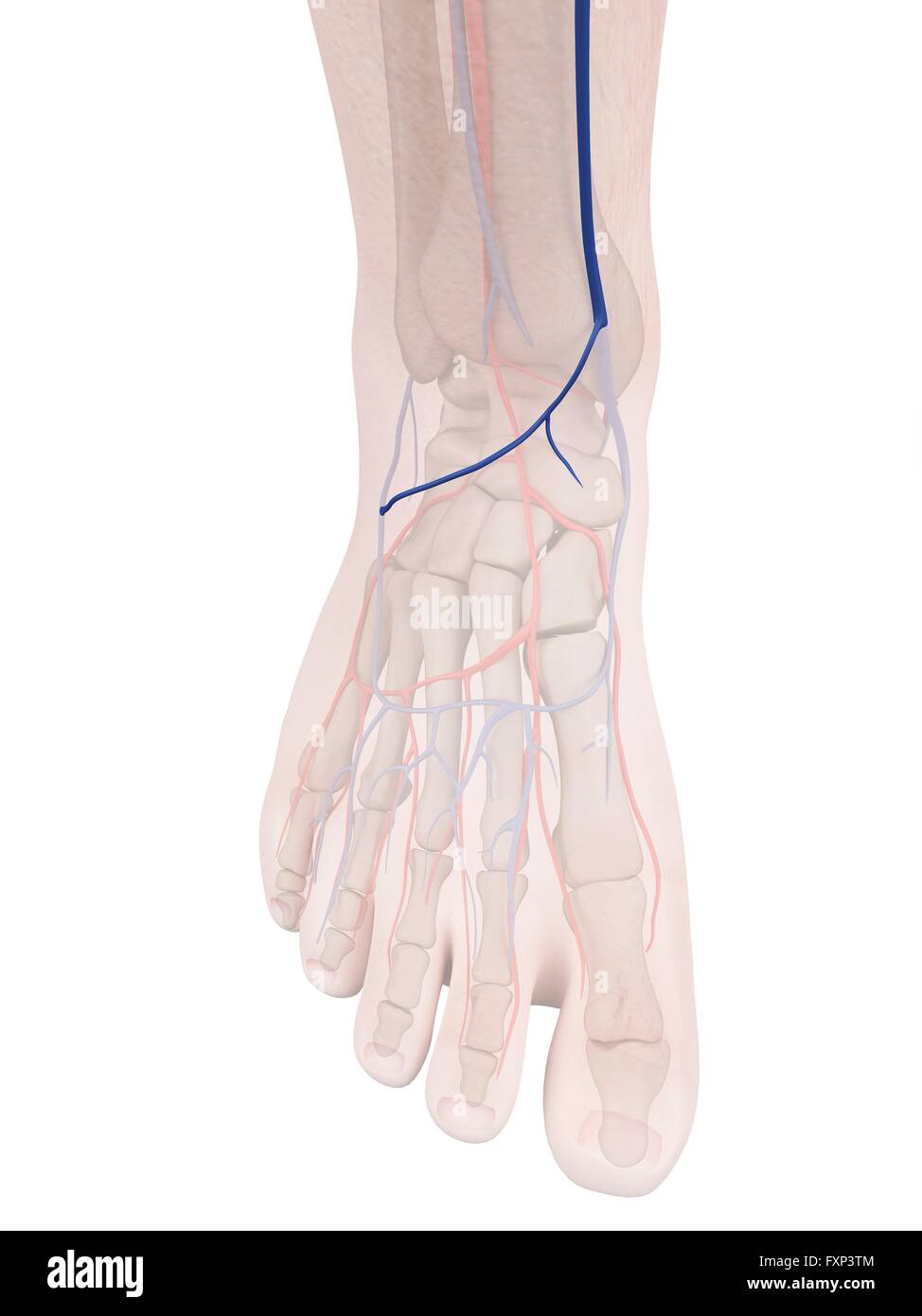 Human foot anatomy, computer illustration Stock Photo - Alamy