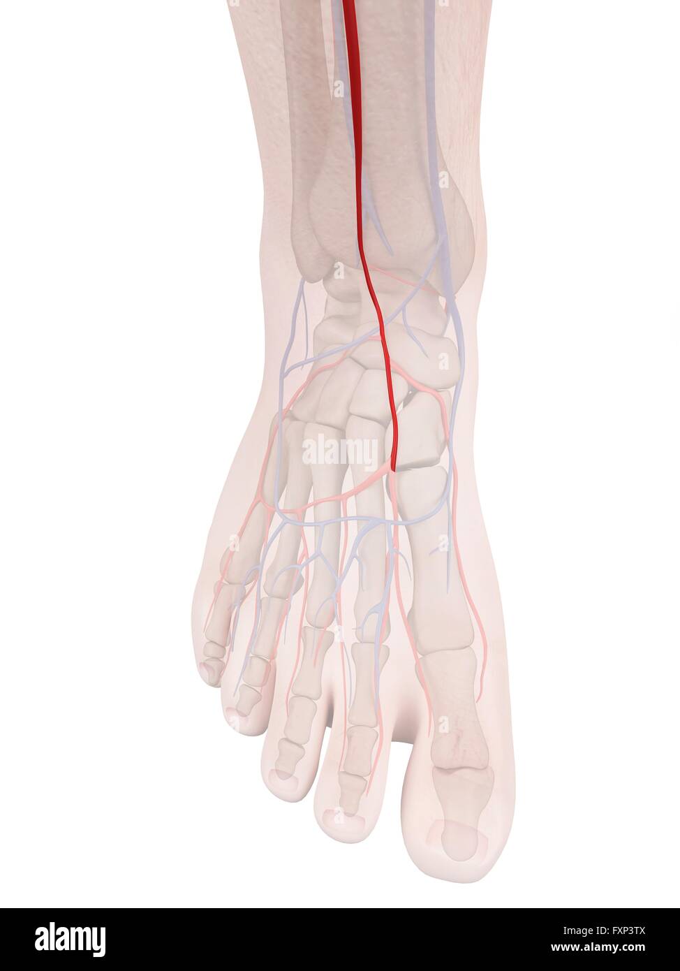 Human foot anatomy, computer illustration Stock Photo - Alamy