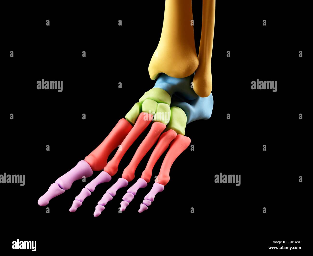 Human foot anatomy, computer illustration Stock Photo - Alamy