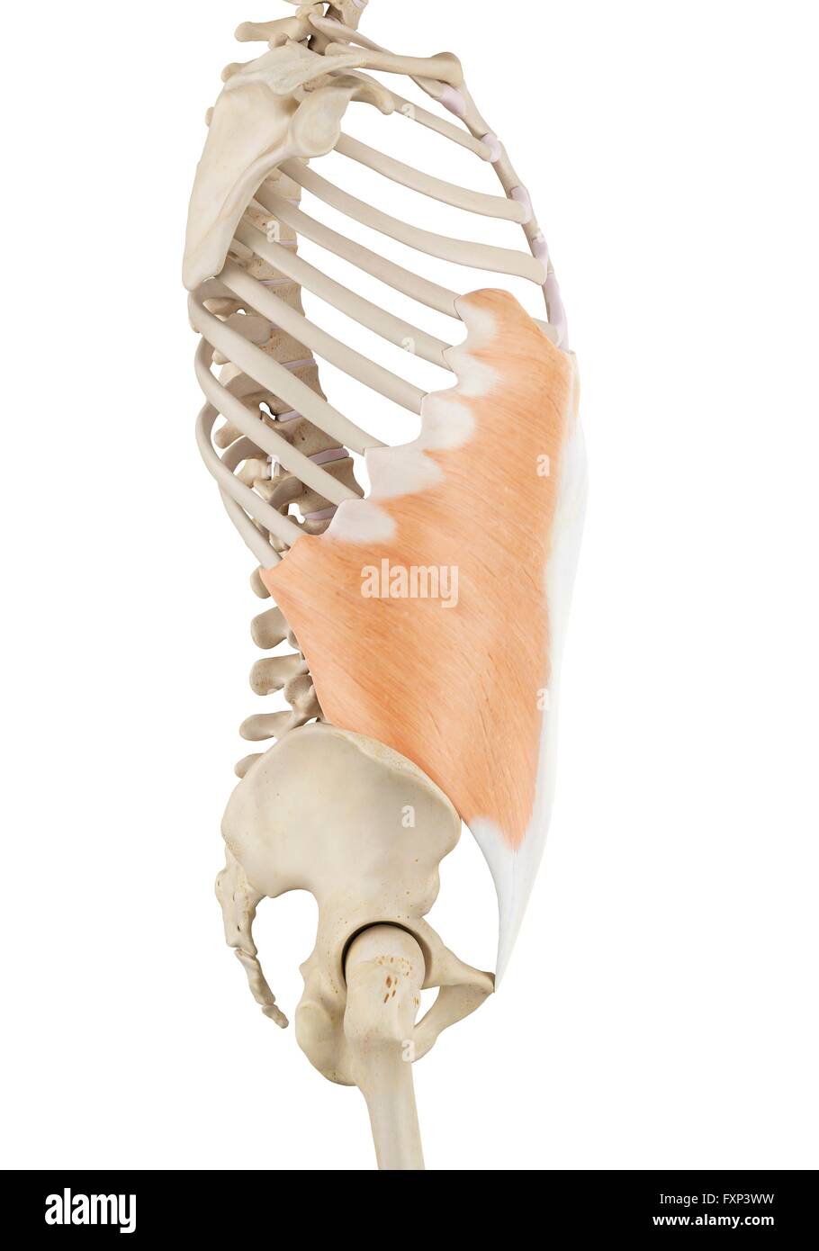Human abdominal muscles, computer illustration Stock Photo - Alamy