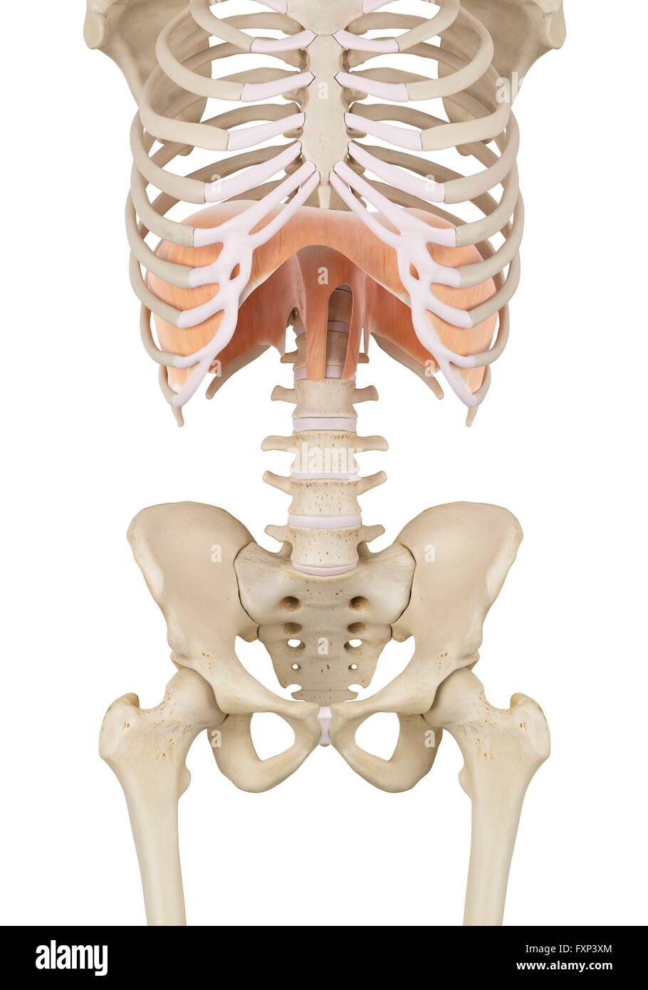 Human diaphragm hi-res stock photography and images - Alamy
