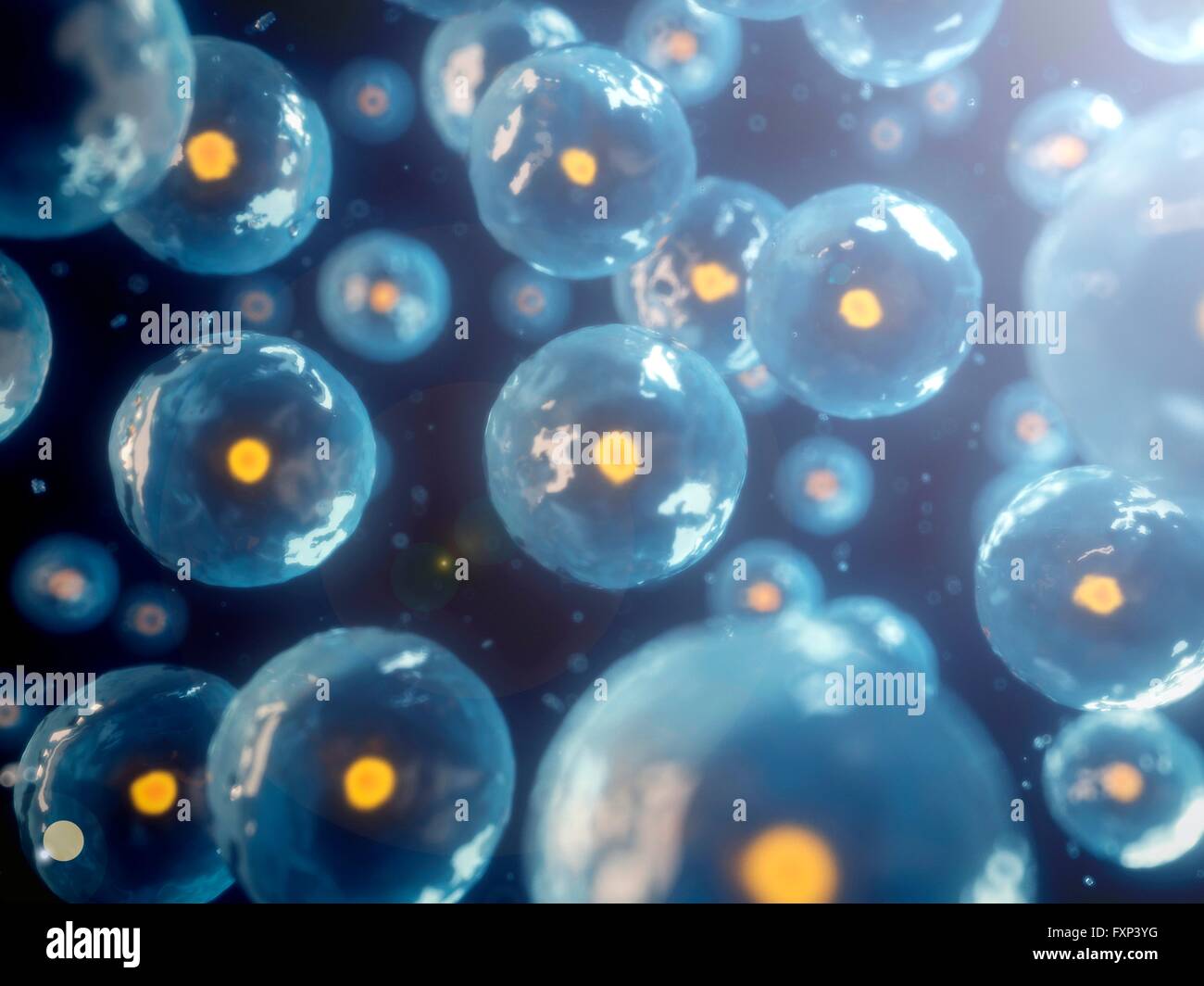 Human cells, computer illustration Stock Photo - Alamy