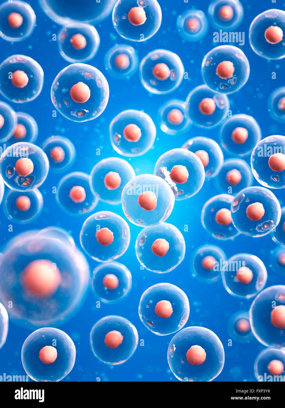 Human cells, computer illustration Stock Photo - Alamy