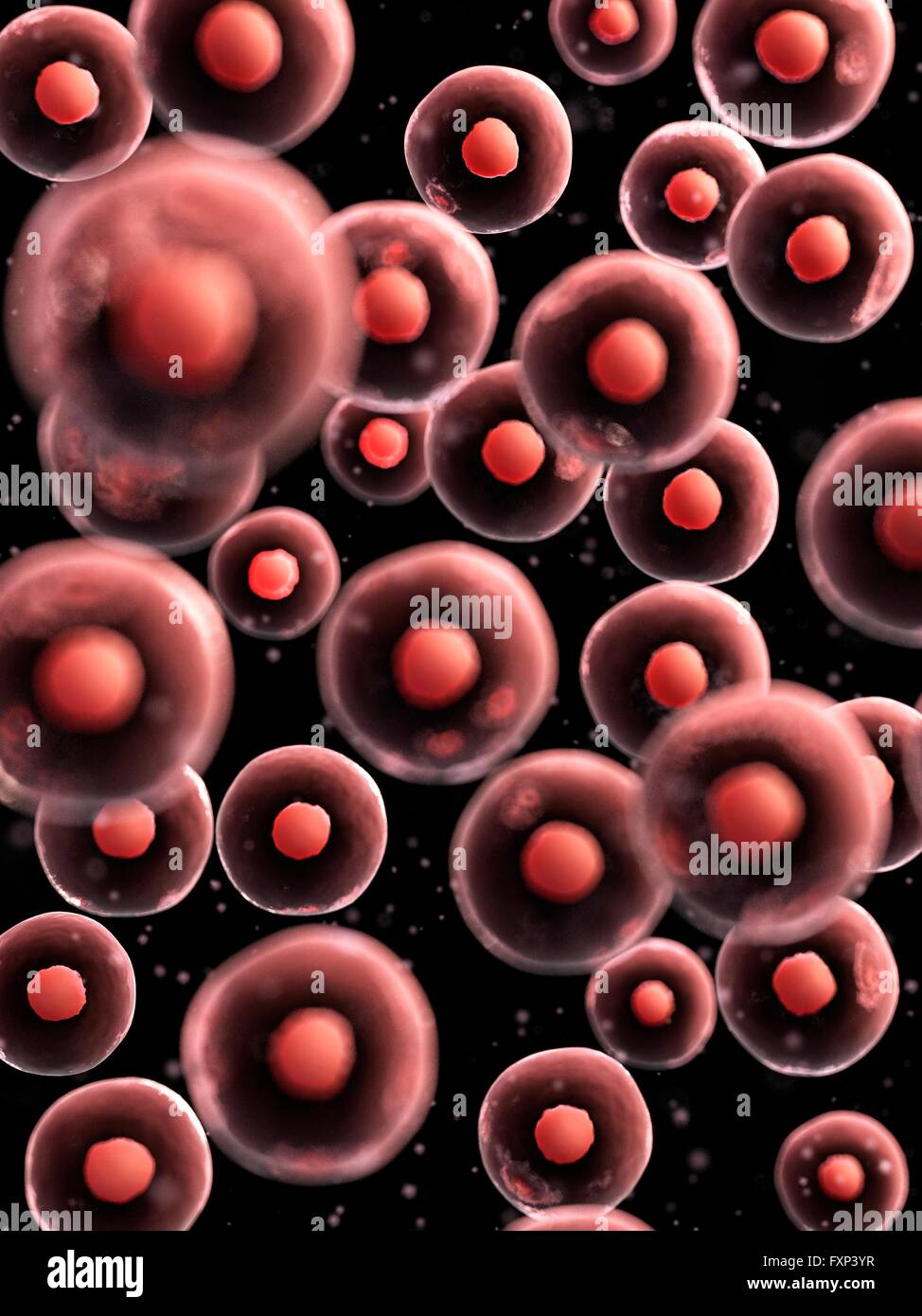 Human cells, computer illustration Stock Photo - Alamy