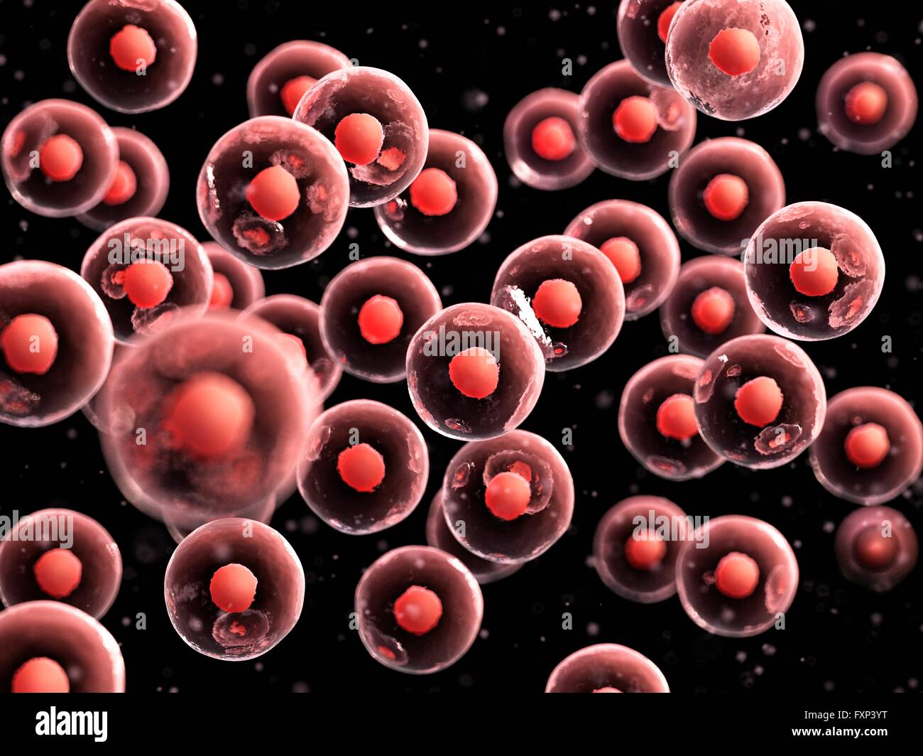 Human cells, computer illustration Stock Photo - Alamy