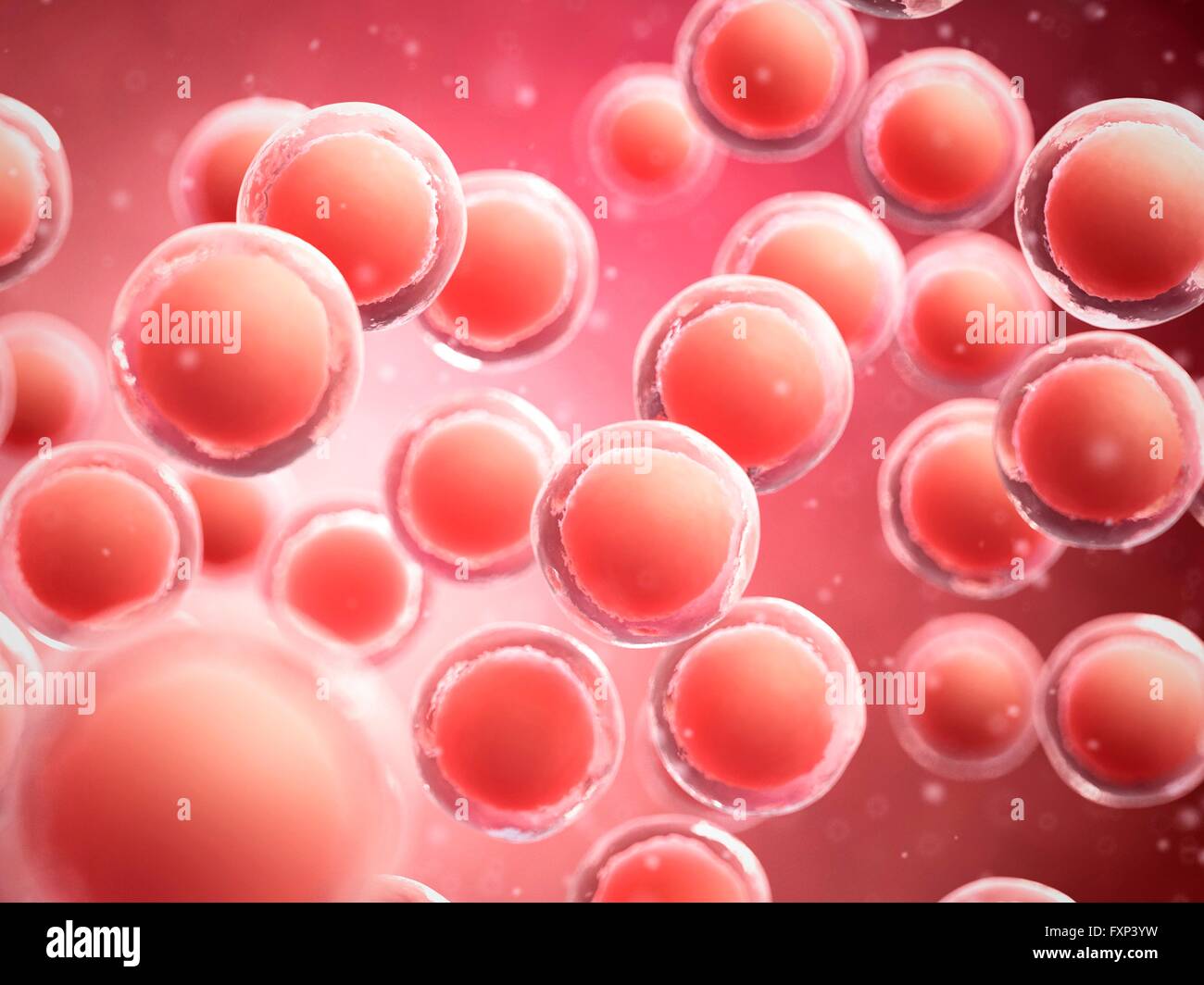 Human cells, computer illustration Stock Photo - Alamy