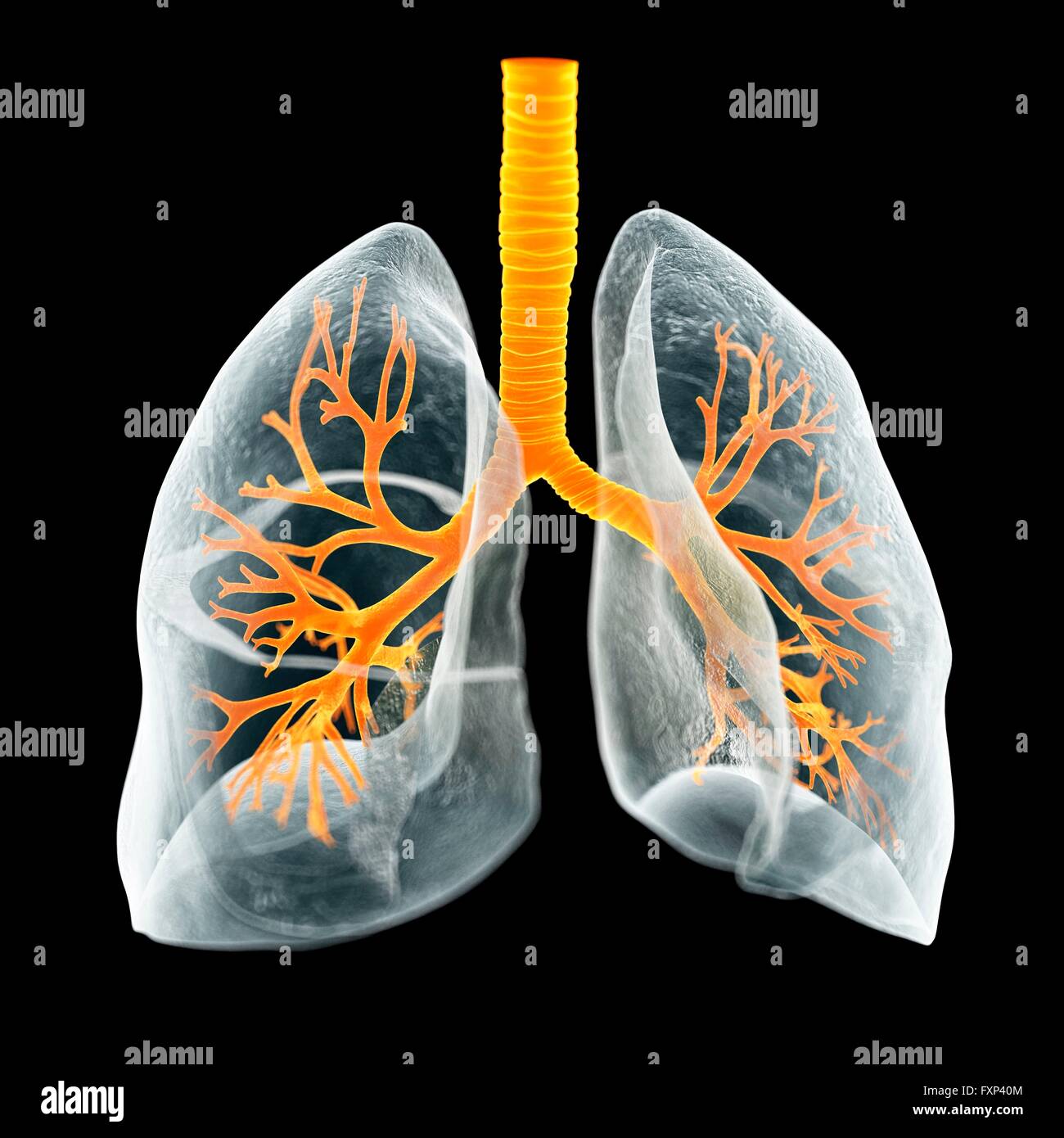 Human lungs, computer illustration Stock Photo - Alamy