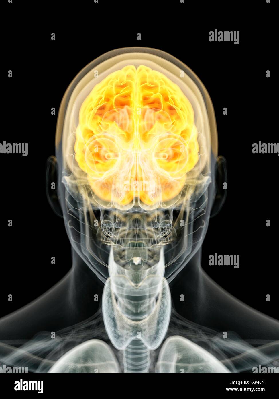 Human brain, computer illustration Stock Photo - Alamy