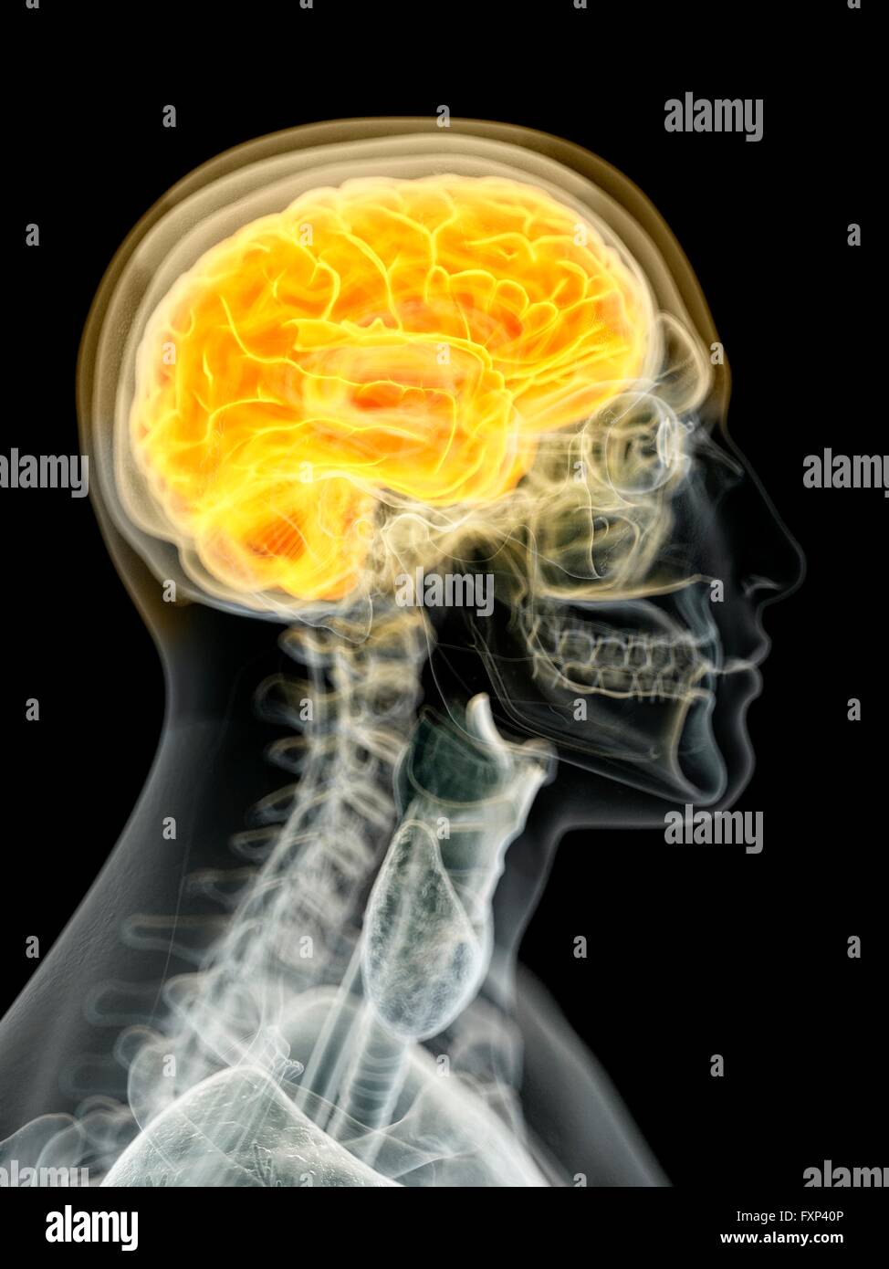 Human brain, computer illustration Stock Photo - Alamy