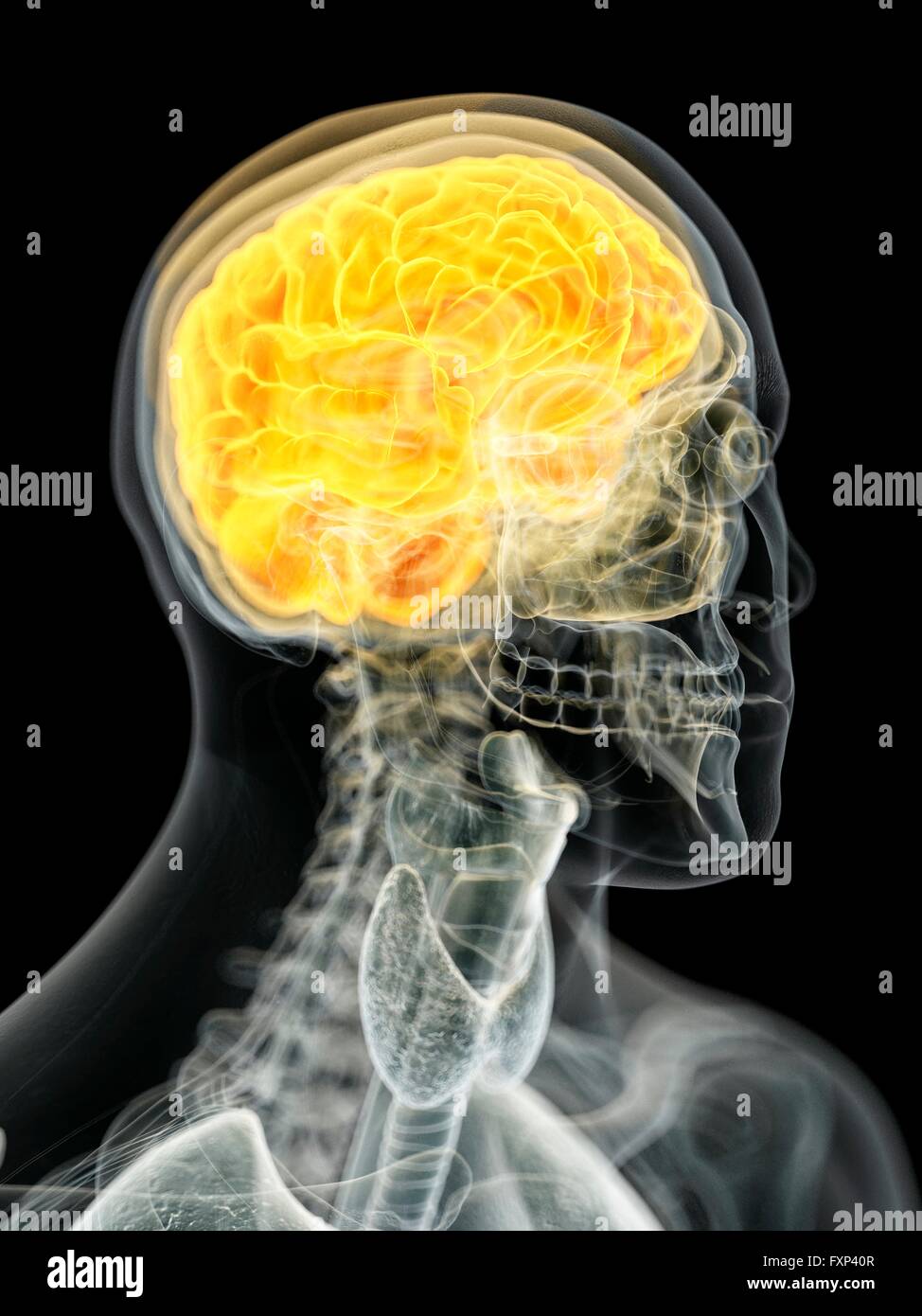Human brain, computer illustration Stock Photo - Alamy