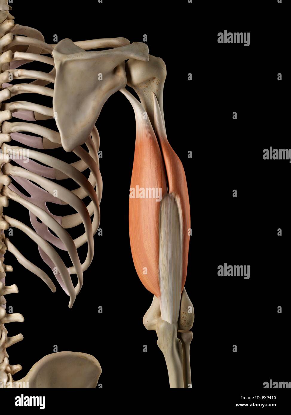 Human arm muscles, computer illustration Stock Photo - Alamy