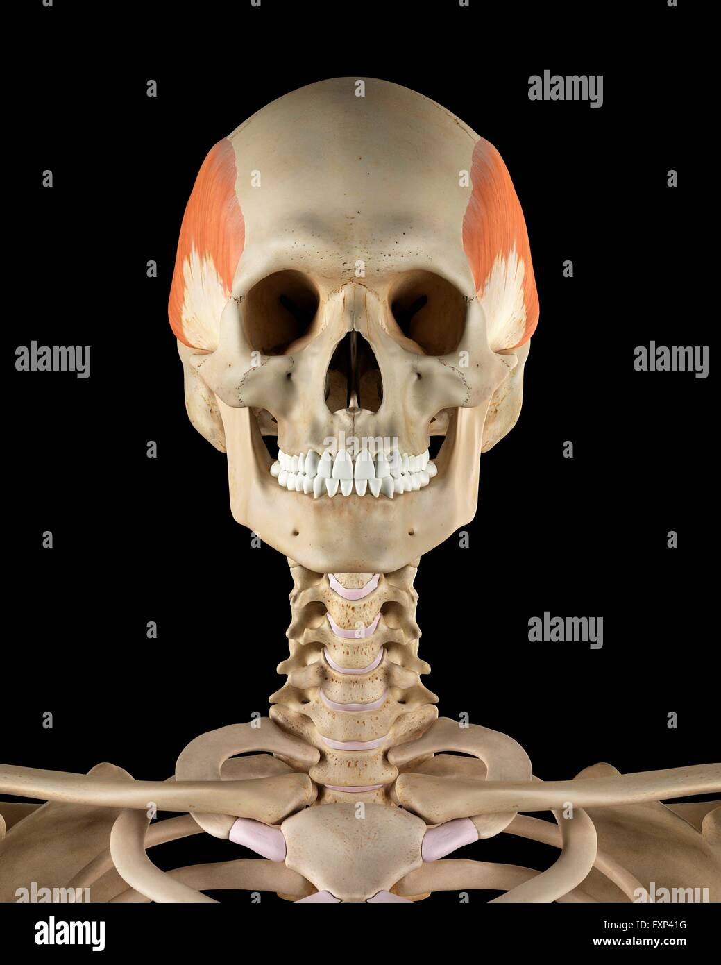 Human muscles of skull hi-res stock photography and images - Alamy