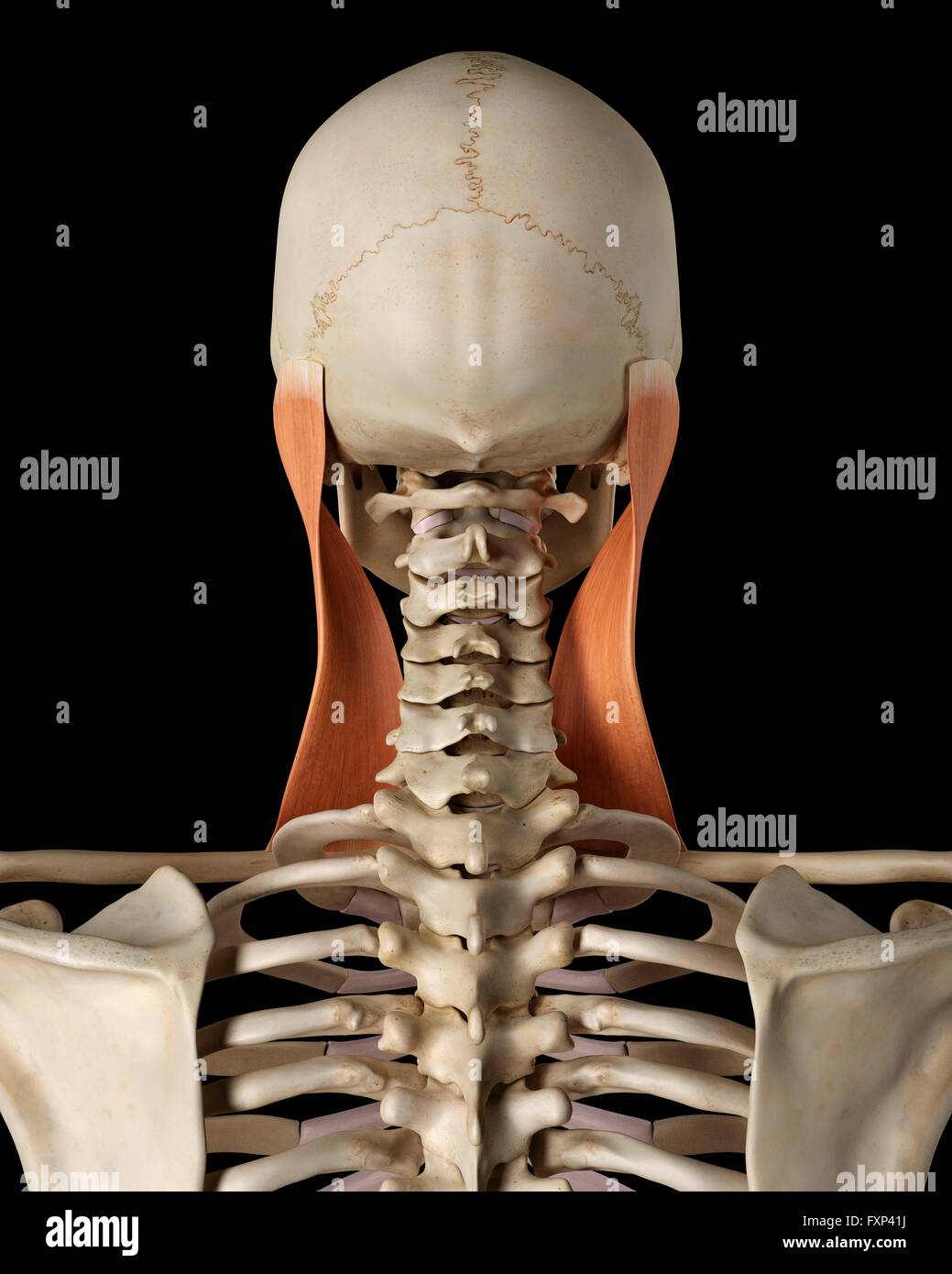 Human neck muscles, computer illustration Stock Photo - Alamy