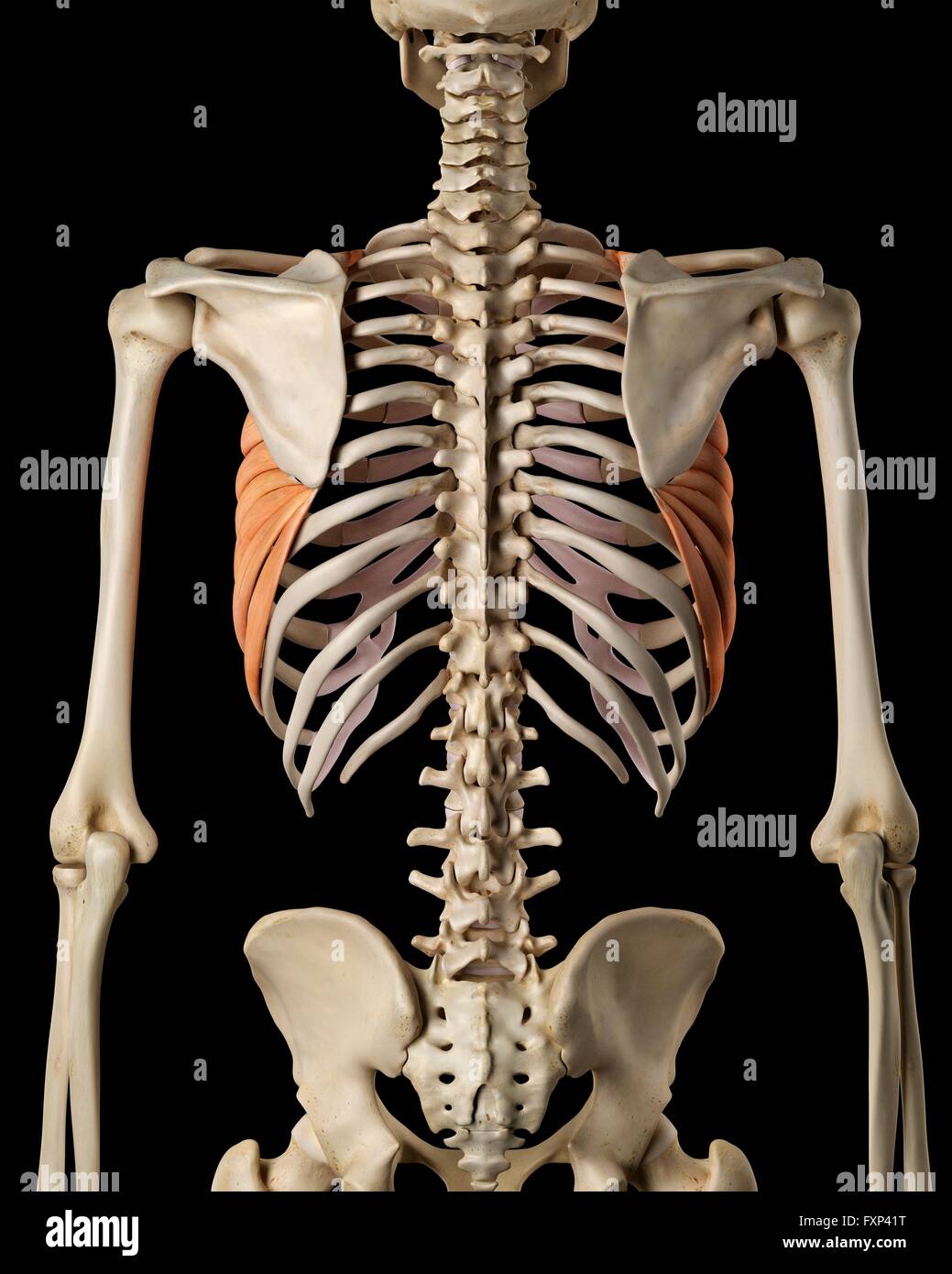 Human muscles, computer illustration Stock Photo - Alamy