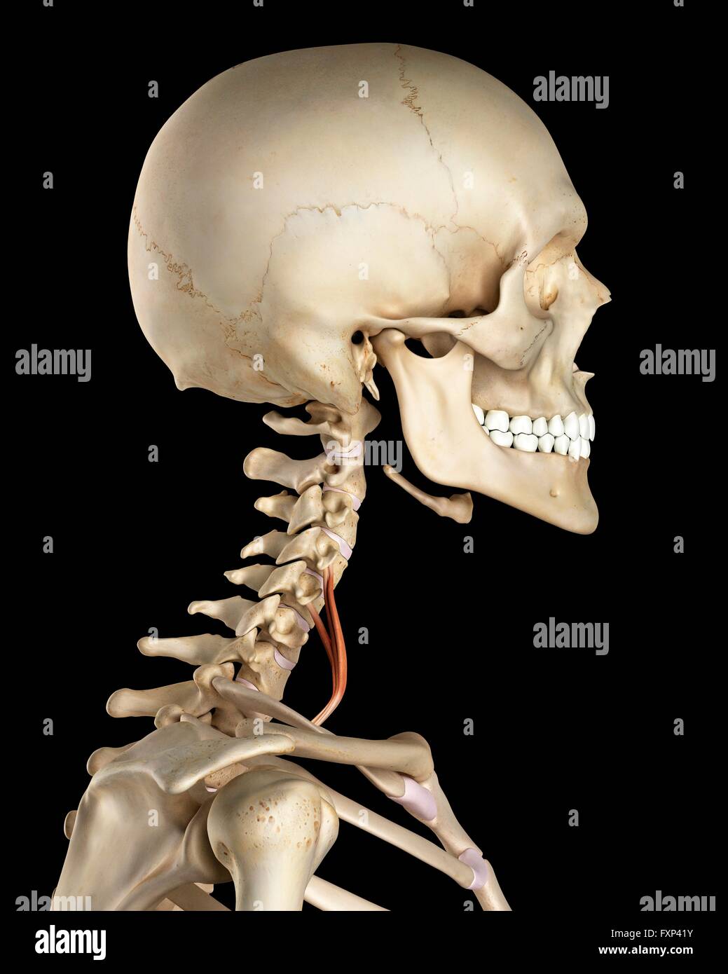 Human neck muscles, computer illustration Stock Photo - Alamy