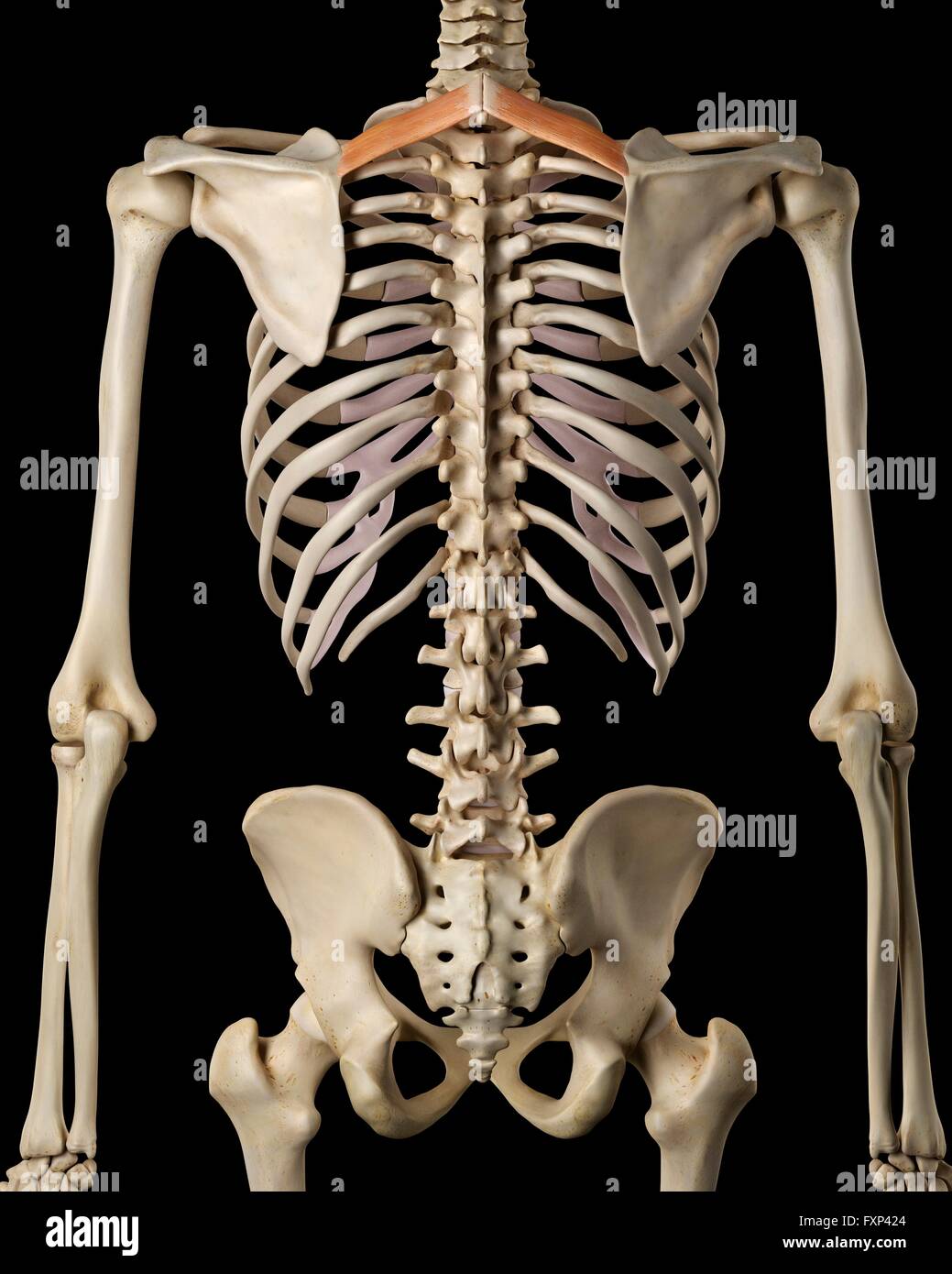 Human muscles, computer illustration Stock Photo - Alamy