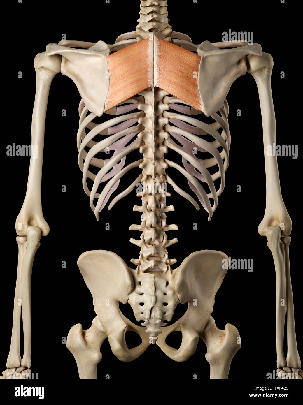Human back muscles, computer illustration Stock Photo - Alamy