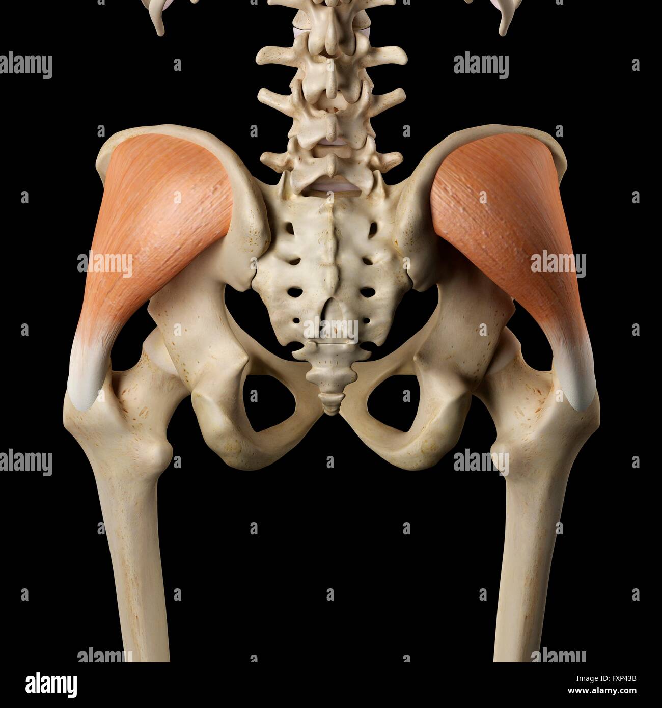 Human muscles of the pelvis, computer illustration Stock Photo - Alamy