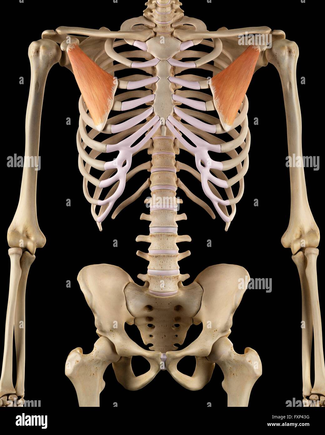 Human back muscles, computer illustration Stock Photo - Alamy