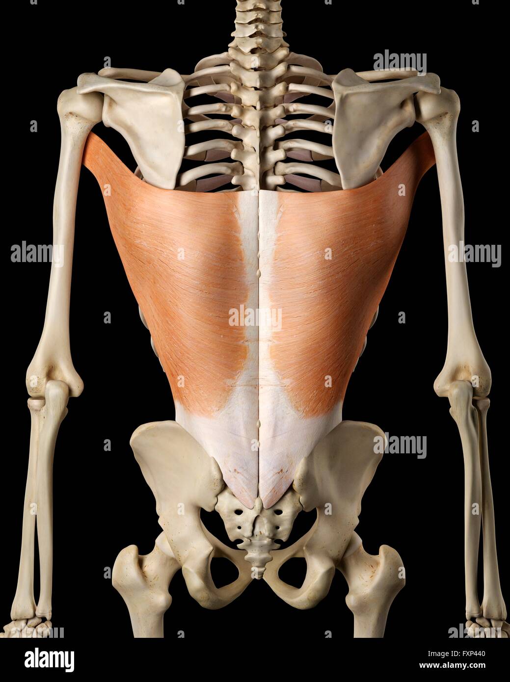 Human back muscles, computer illustration Stock Photo - Alamy