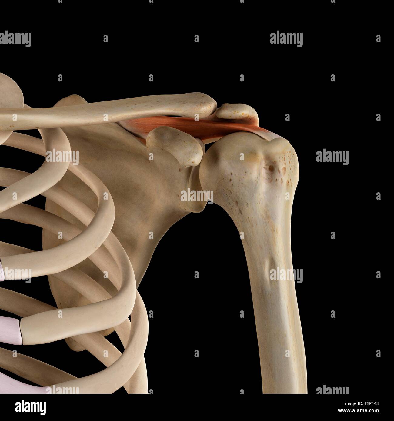 Human shoulder muscles, computer illustration Stock Photo - Alamy