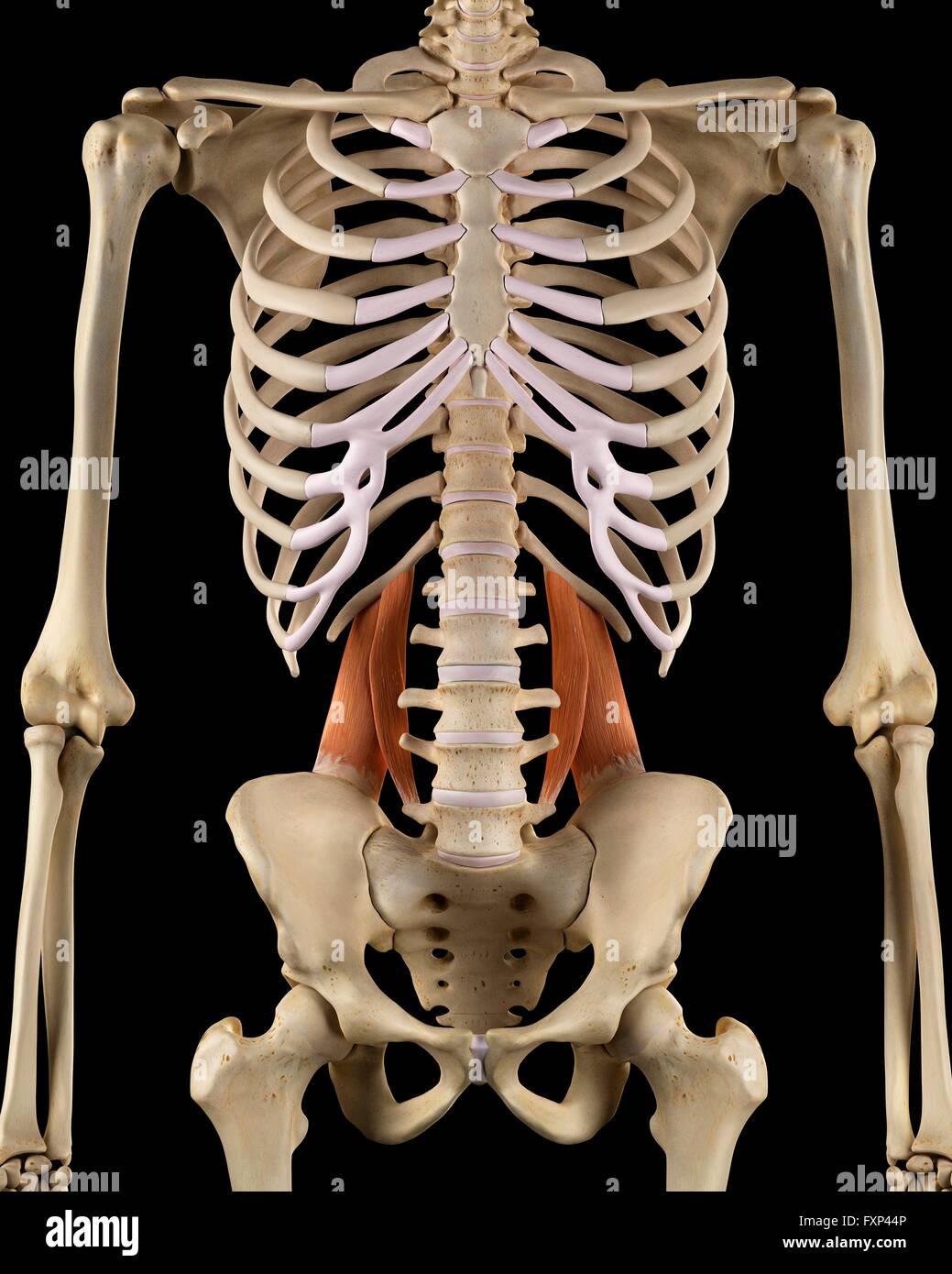 Human muscles, computer illustration Stock Photo - Alamy