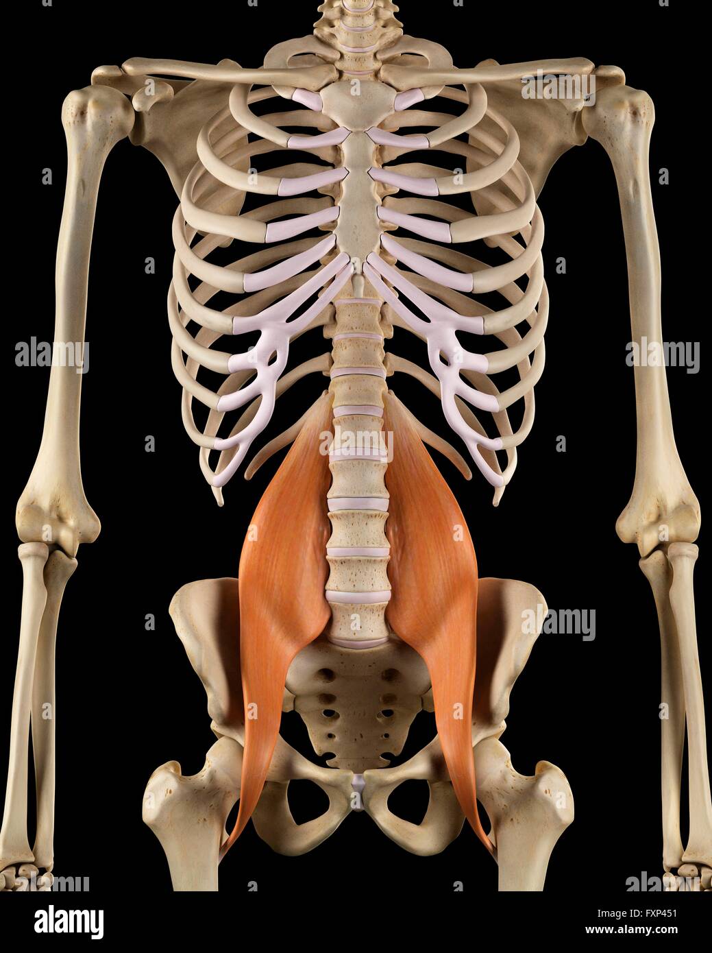 Human muscles, computer illustration Stock Photo - Alamy