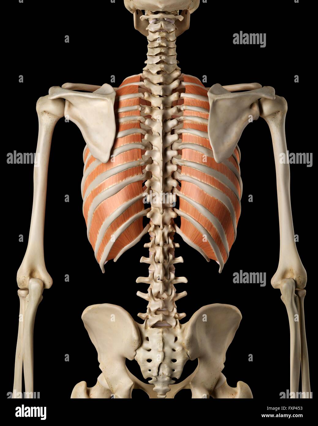 Human chest muscles illustration hi-res stock photography and images ...